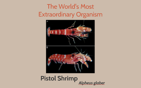 The World's Most Extraordinary Organism by Sam Berglin on Prezi