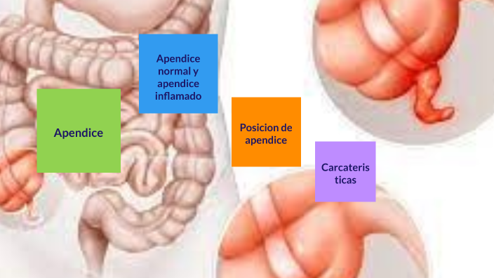Anatomía de Apéndice by Mónica Mundo Perea on Prezi