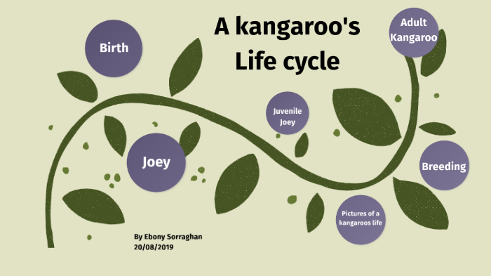 Kangaroo's life cycle by ebony sorraghan on Prezi