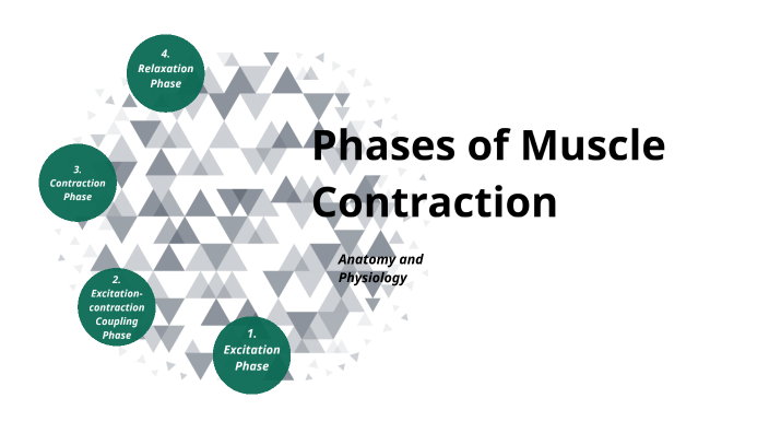 The Four Phases of Muscle Contraction by Damian Gosch on Prezi