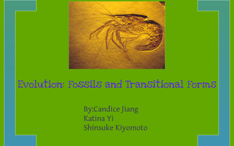 Evolution:Fossils and Transitional Forms by Candice J on Prezi