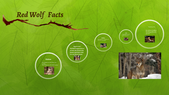 Red Wolf Facts by Xaopa Vang on Prezi