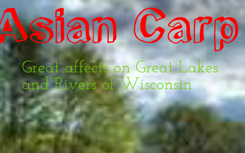 Asian Carp by Gabby C on Prezi