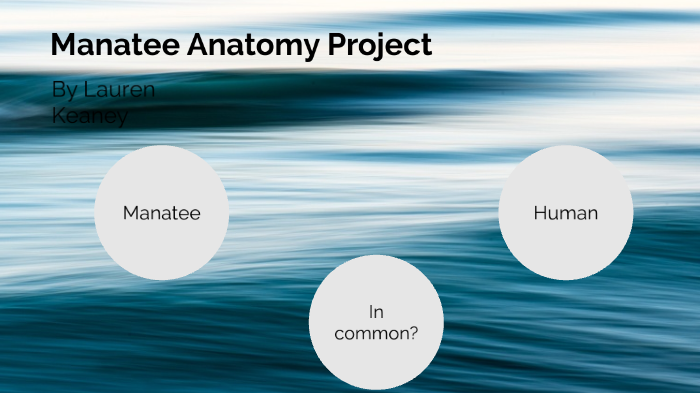 Manatee Human Anatomy by Lauren Keaney on Prezi