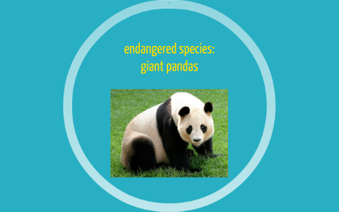 all about pandas and how they need help by on Prezi