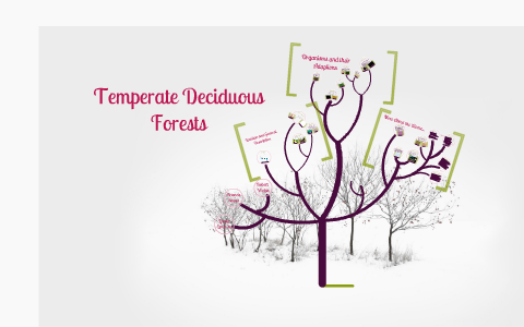 Temperate Deciduous Forests by Bri Reeves