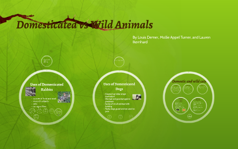 Domesticated vs Wild Animals by Louis Demer on Prezi