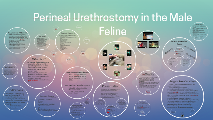 The Use of Perineal Urethrostomy Procedures in Male Felines by Jessica ...