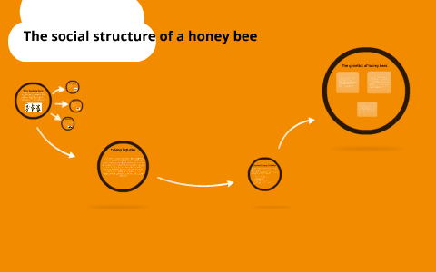The social structure of honey bees by Grace Sullivan on Prezi