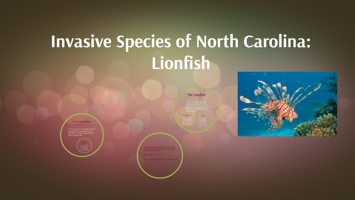 Invasive Species of North Carolina: Lionfish by Kaytlin Dumler on Prezi