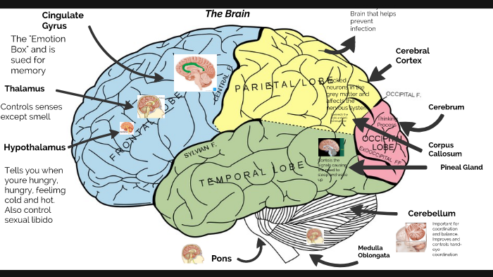 Parts of the brain by Taylor Shaddox on Prezi