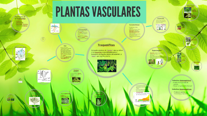 PLANTAS VASCULARES by Daniela F on Prezi