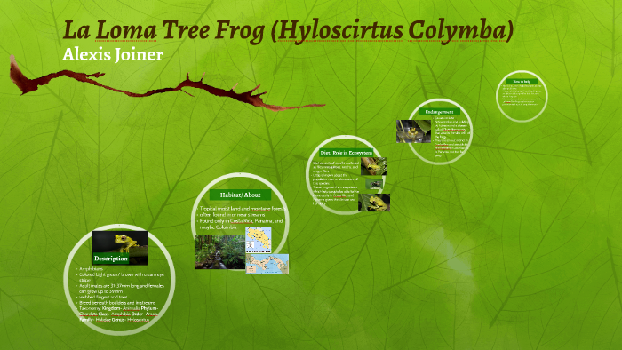 La Loma Tree Frog (Hyloscirtus Colymba) by Alexis Joiner on Prezi