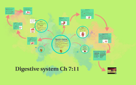 Digestive system Ch 7:11 by monique oates on Prezi