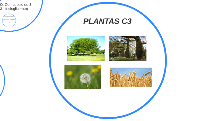 PLANTAS C3 by Mariana Poklepovich on Prezi