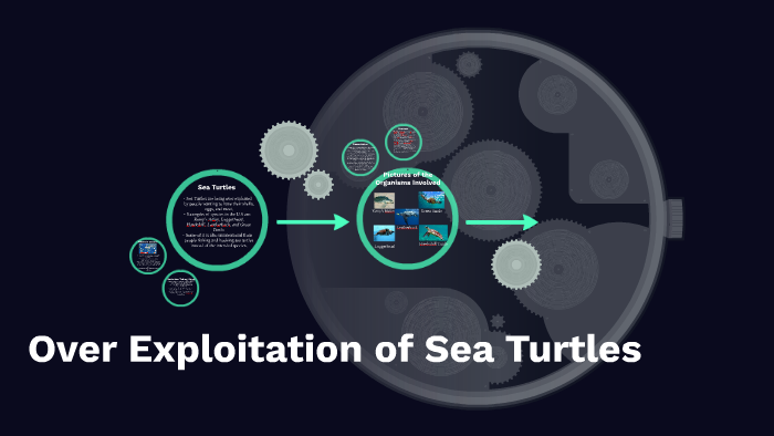 Over Exploitation of Sea Turtles by Haley Cribb on Prezi