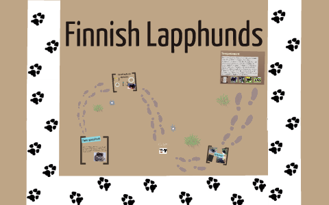 Finnish Lapphunds by Mady Gale on Prezi