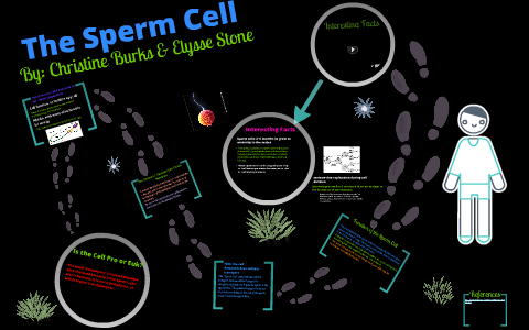 The Sperm Cell by Elysse Stone on Prezi