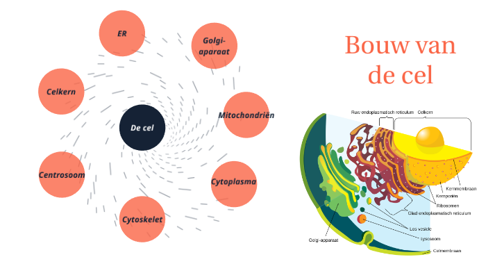 Celonderdelen by Emma Duthoo on Prezi