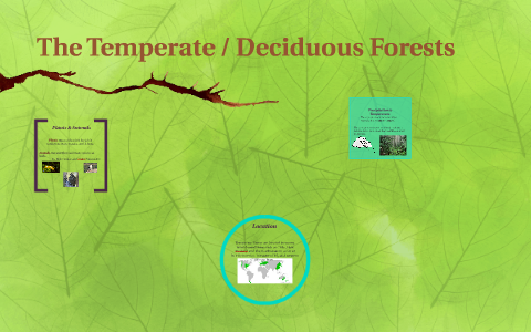 The Temperate / Deciduous Forests by Matthew Celli on Prezi