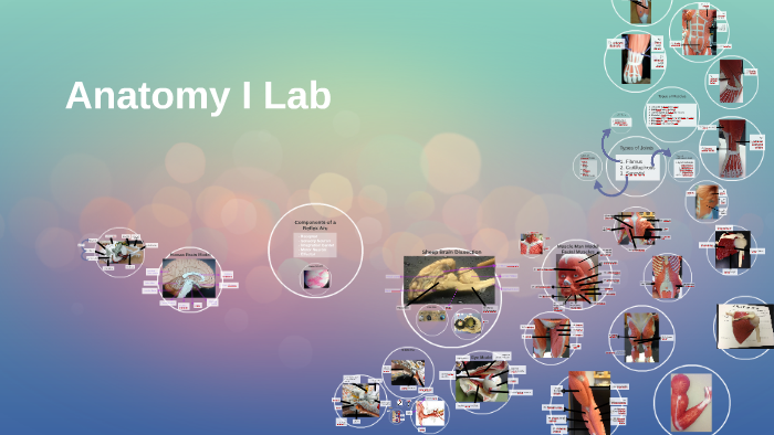 Anatomy I Lab by Elizabeth Bass on Prezi