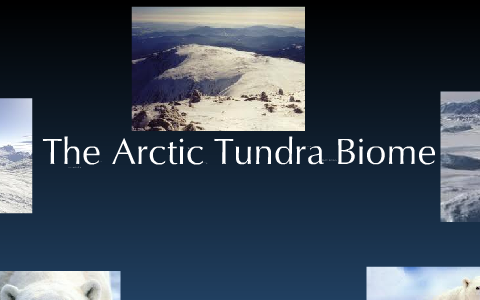 Arctic Tundra Biome + Polar Bears by Drew Whitinger