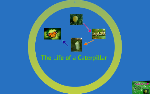 The Life of a Caterpillar by Morgan B on Prezi