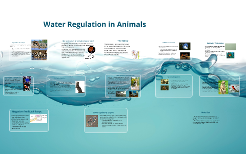 Water Regulation in Animals by Alejandro Cabrera on Prezi