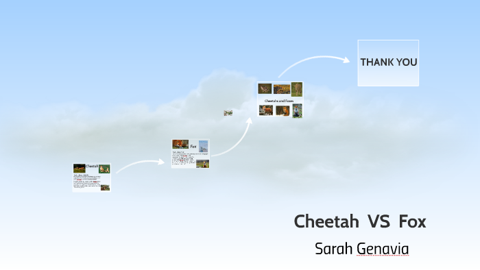 Cheetah vs Fox by Sarah Genavia on Prezi