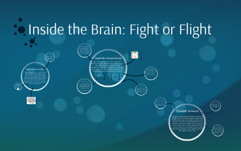 Inside the Brain: Fight or Flight by Aroosa C on Prezi