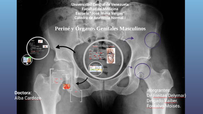 Perine y Órganos Genitales Masculinos by yaiber delgado on Prezi