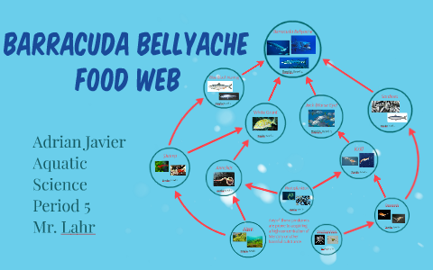 Barracuda Bellyache Food Web by Adrian Javier on Prezi