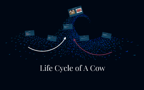 Life Cycle of A Cow by Sydney Foley on Prezi