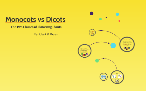 Monocots vs Dicots by Clark Garrison on Prezi