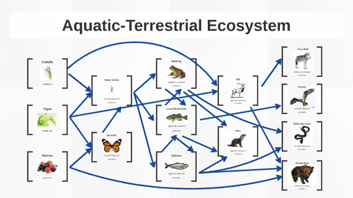 Aquatic-Terrestrial Ecosystem by Abby Touchstone on Prezi