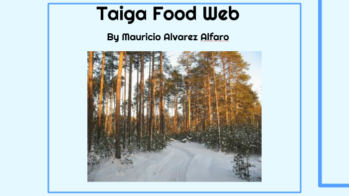 Taiga Food Web by Mauricio Alvarez on Prezi
