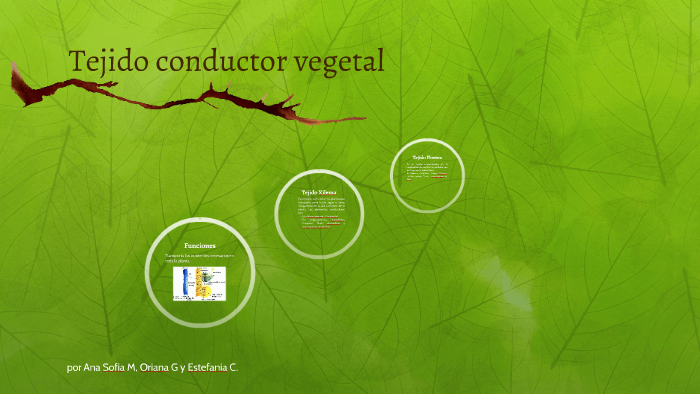 Tejido conductor vegetal by Ana Sofia Murgueitio on Prezi