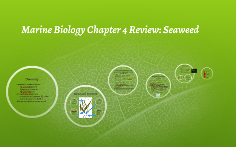 Marine Biology Chapter 4 Review: Seaweed by Lydia G on Prezi
