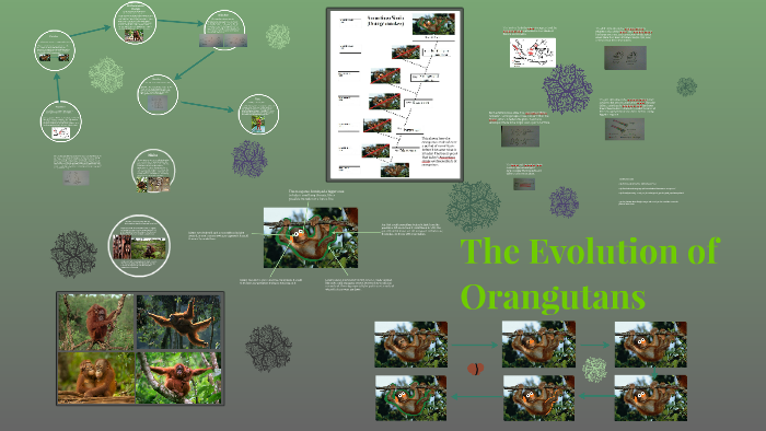 The Evolution of Orangutans by Henry Luong on Prezi