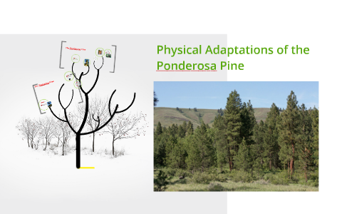Physical Adaptations of the Ponderosa Pine by on Prezi
