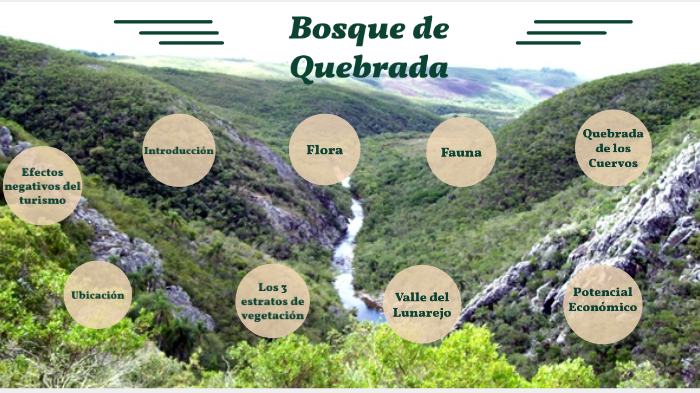 Bosque de quebrada by Guillermina Carassale on Prezi