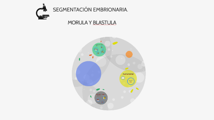 SEGMENTACIÓN EMBRIONARIA by Enrique Sierra on Prezi