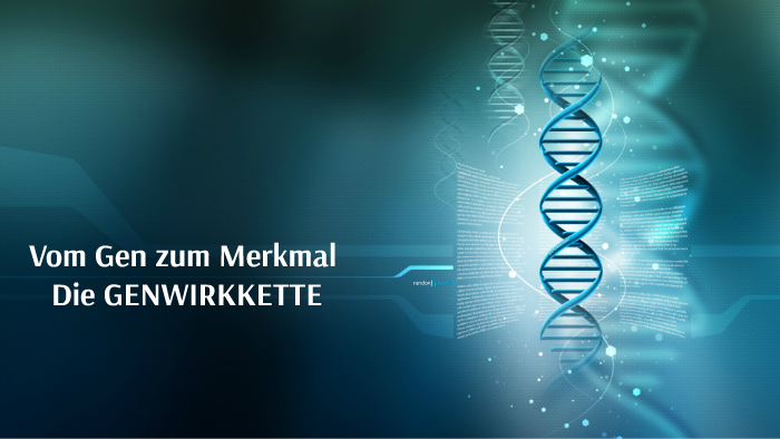 Vom Gen zum Merkmal by Robin Pfaff on Prezi