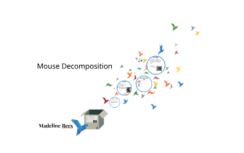 Mouse Decomposition by Madeline Rees on Prezi