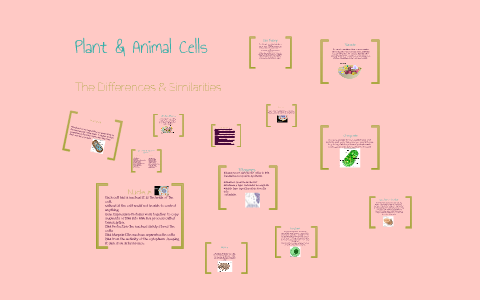 Plant & Animal Cells by courtney ballesteros on Prezi