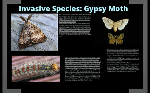 Invasive Species: Gypsy Moth by Cattaliya Murray on Prezi