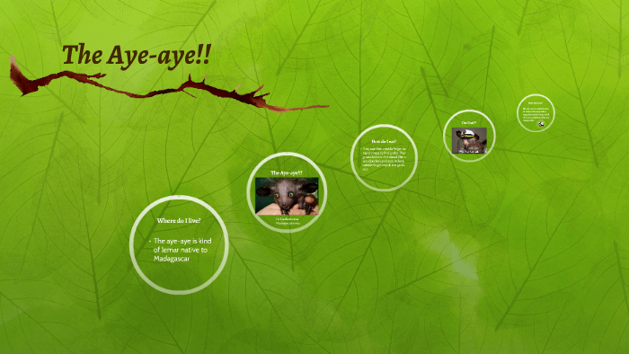 The Aye-aye!! by Emilie Ireland on Prezi