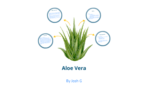 Aloe Vera by Josh Geng on Prezi