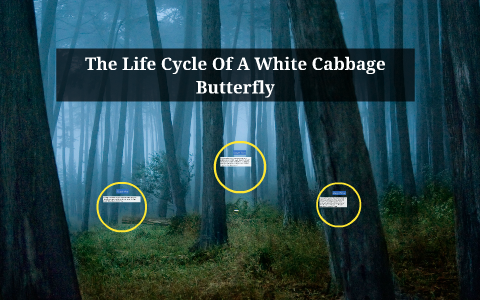 The Life Cycle Of A White Cabbage Butterfly by yaritza mendoza on Prezi