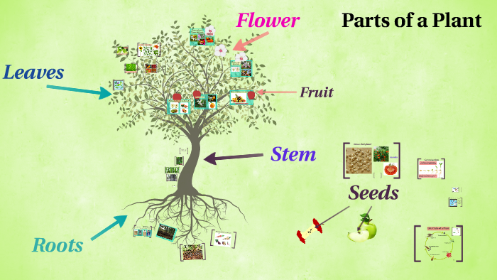 3rd grade Parts of a Plant by Lauren Sammon on Prezi